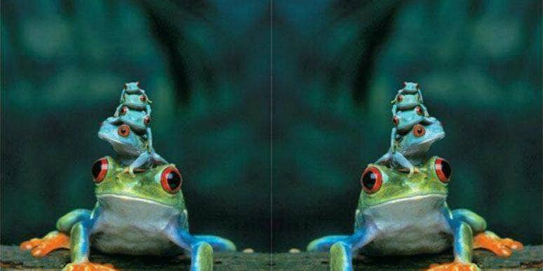 Indian Frogs Invent A New Sex Position And Its Pretty Hot Yourtango